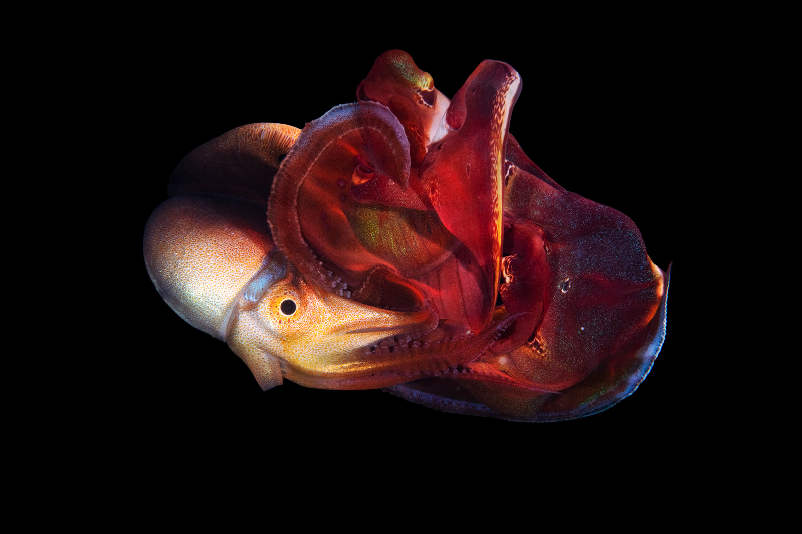 Guide to Nighttime Underwater Photography - ChinaGoSmart News Magazine