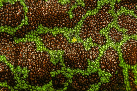 Macro Wildlife Photography: Top Tips for Overlooked Subjects - Nature TTL