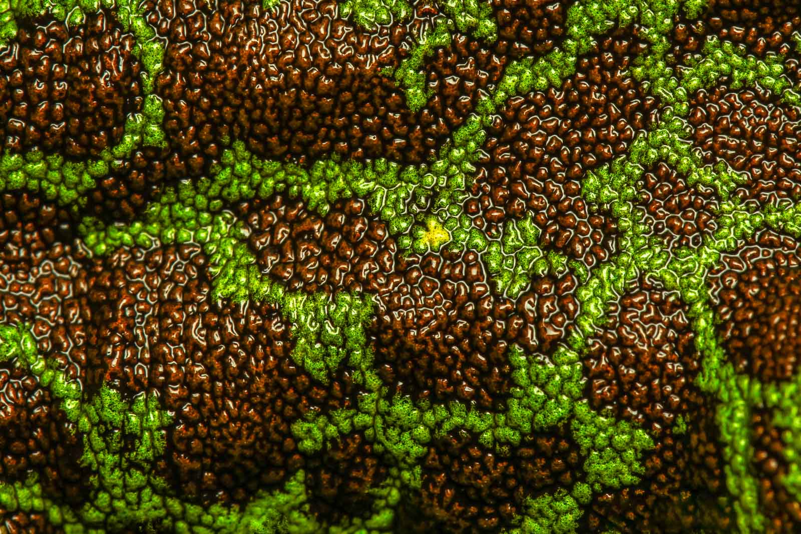 Macro Wildlife Photography: Top Tips for Overlooked Subjects - Nature TTL