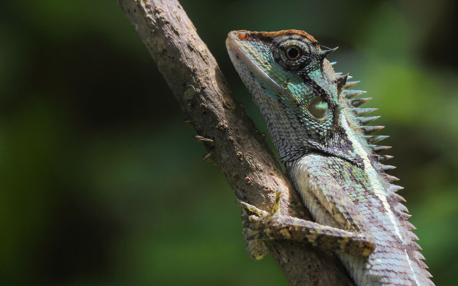 Macro Wildlife Photography: Top Tips for Overlooked Subjects - Nature TTL