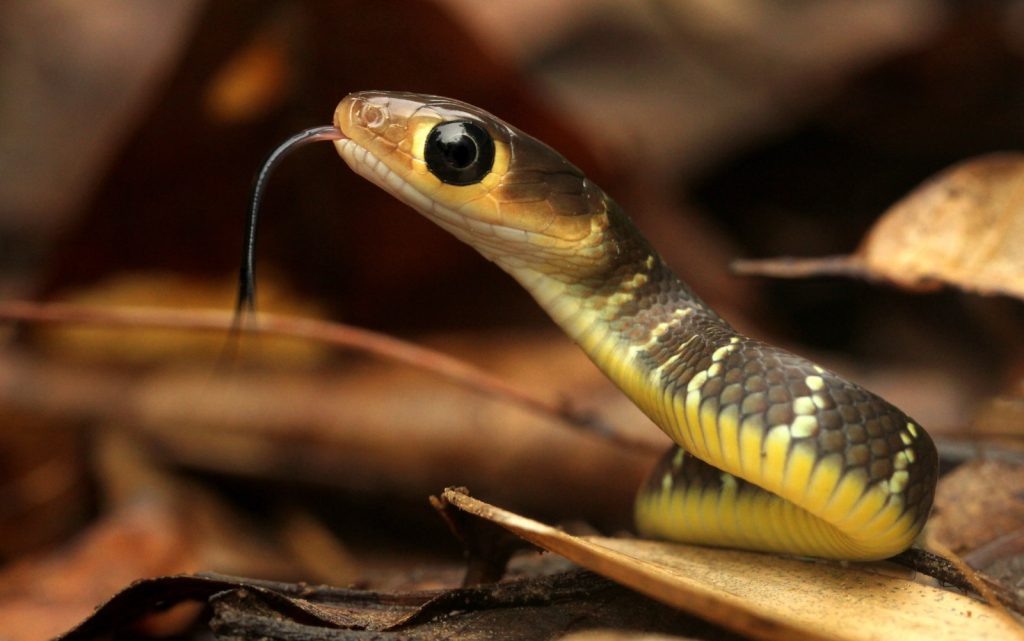 Macro Wildlife Photography: Top Tips for Overlooked Subjects - Nature TTL