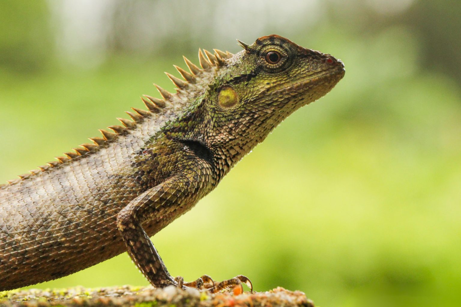 Macro Wildlife Photography: Top Tips for Overlooked Subjects - Nature TTL