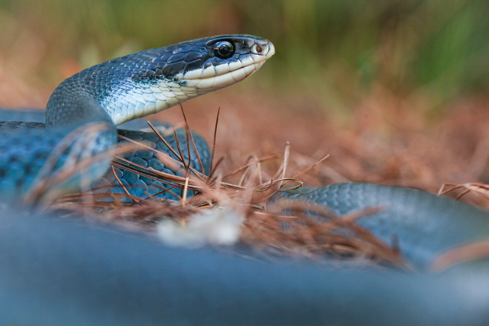 Macro Photography Tutorials - Nature TTL