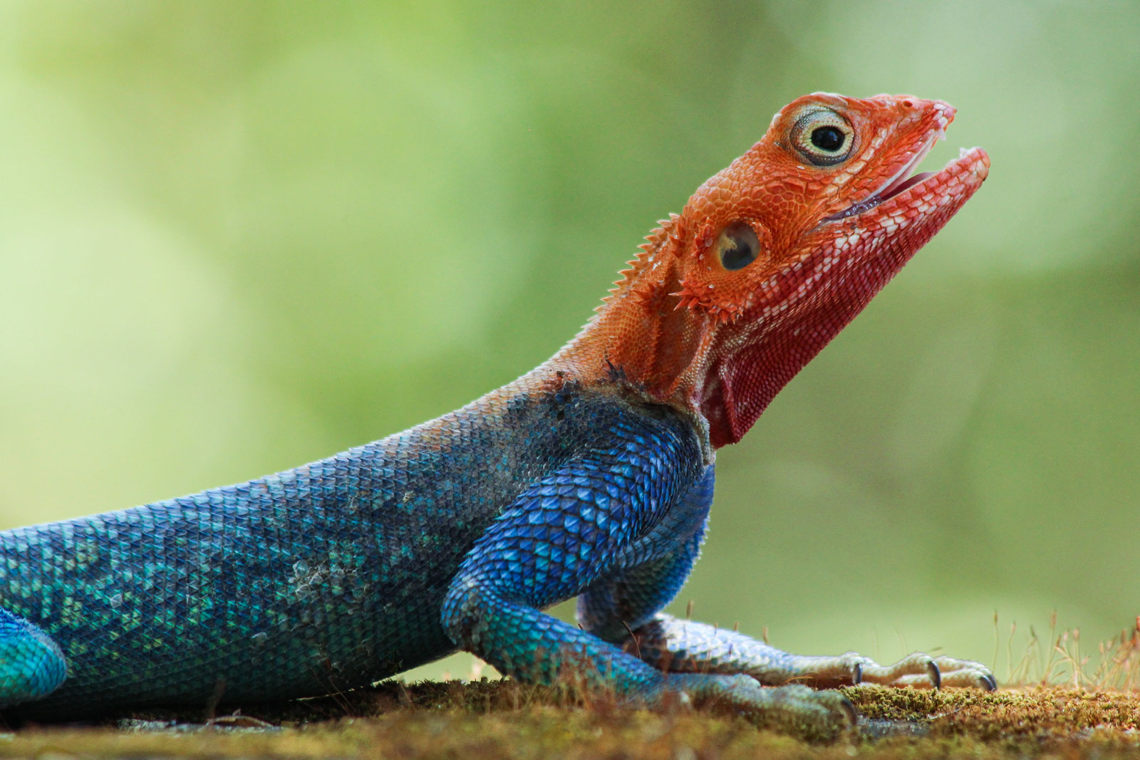 Macro Wildlife Photography: Top Tips for Overlooked Subjects - Nature TTL