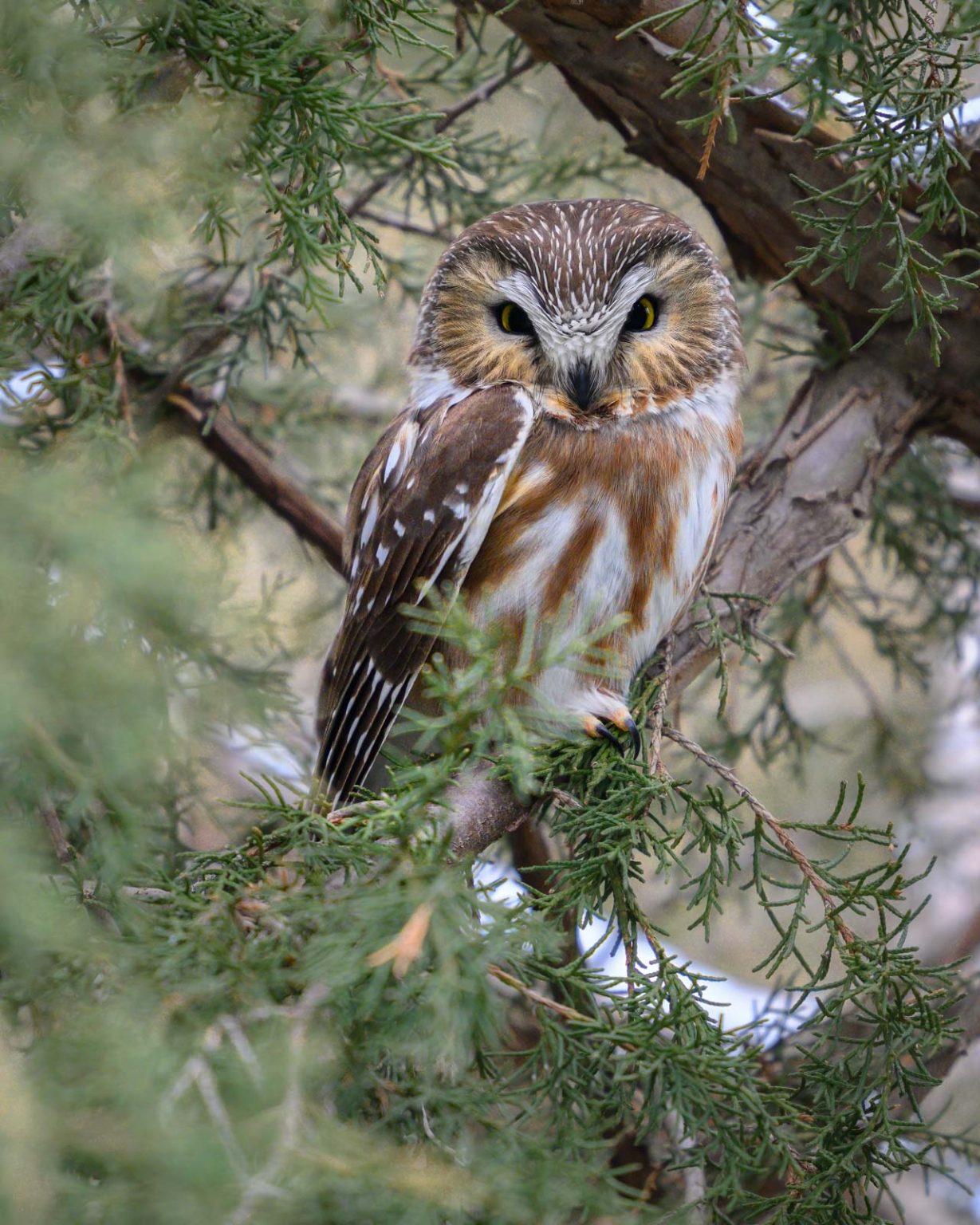 Owl Photography: Top Tips for Taking Captivating Photos - Nature TTL