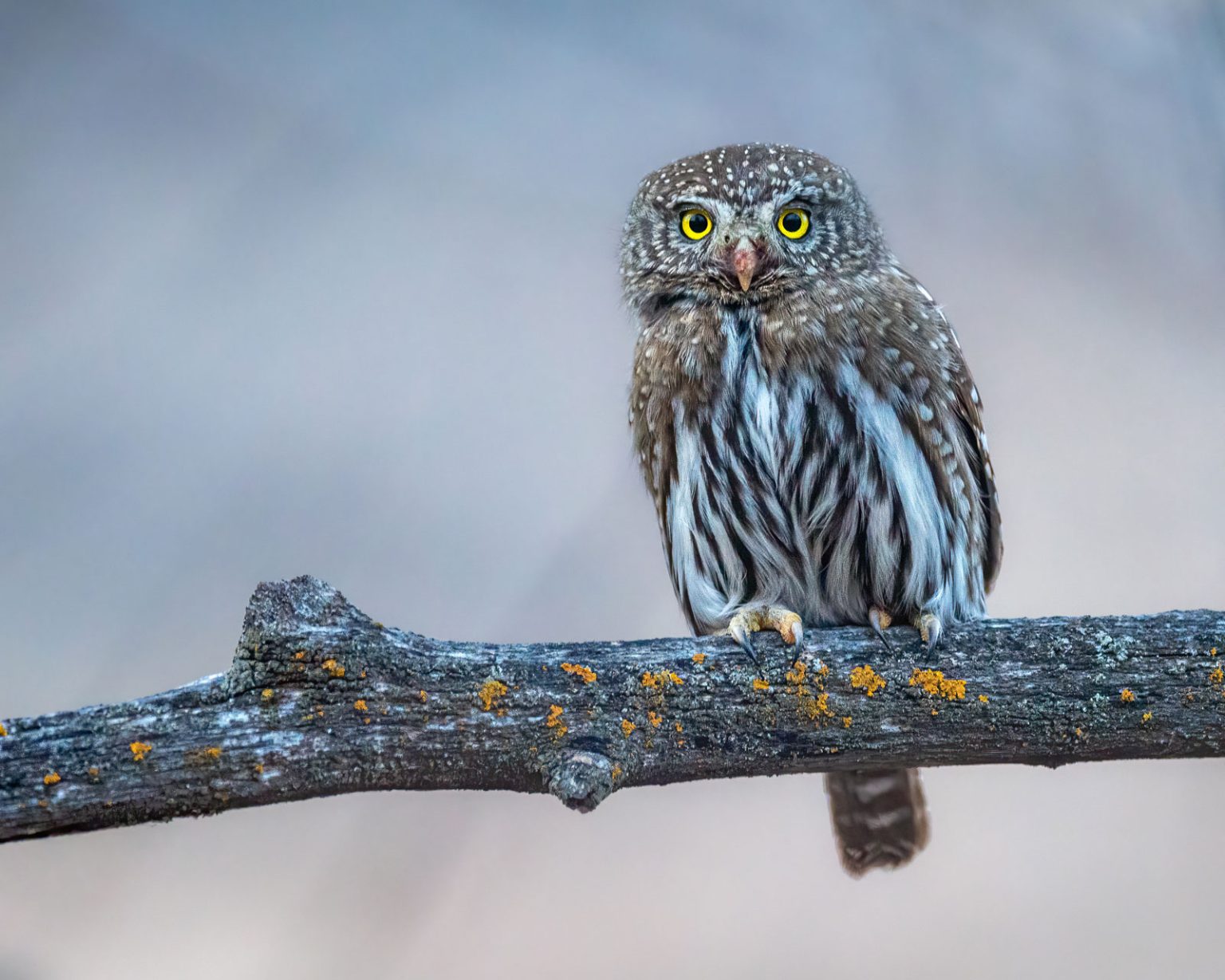 Owl Photography: Top Tips for Taking Captivating Photos - Nature TTL