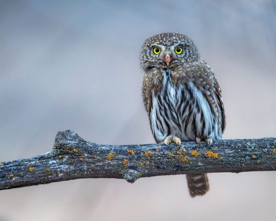 Owl Photography: Top Tips for Taking Captivating Photos - Nature TTL