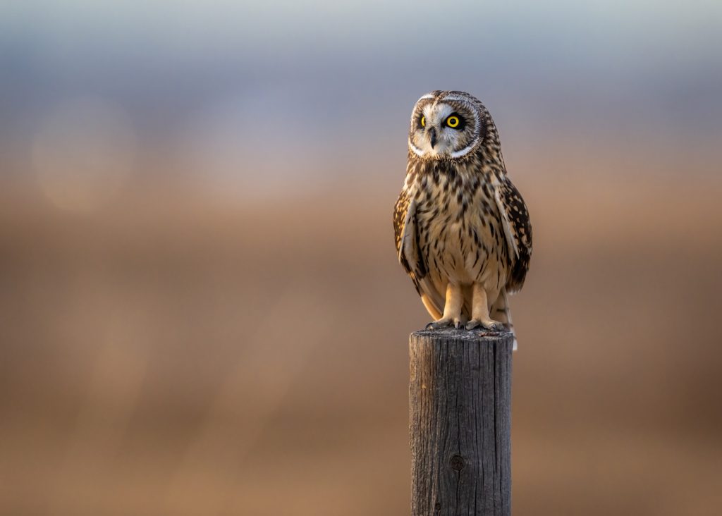 Owl Photography: Top Tips for Taking Captivating Photos - Nature TTL