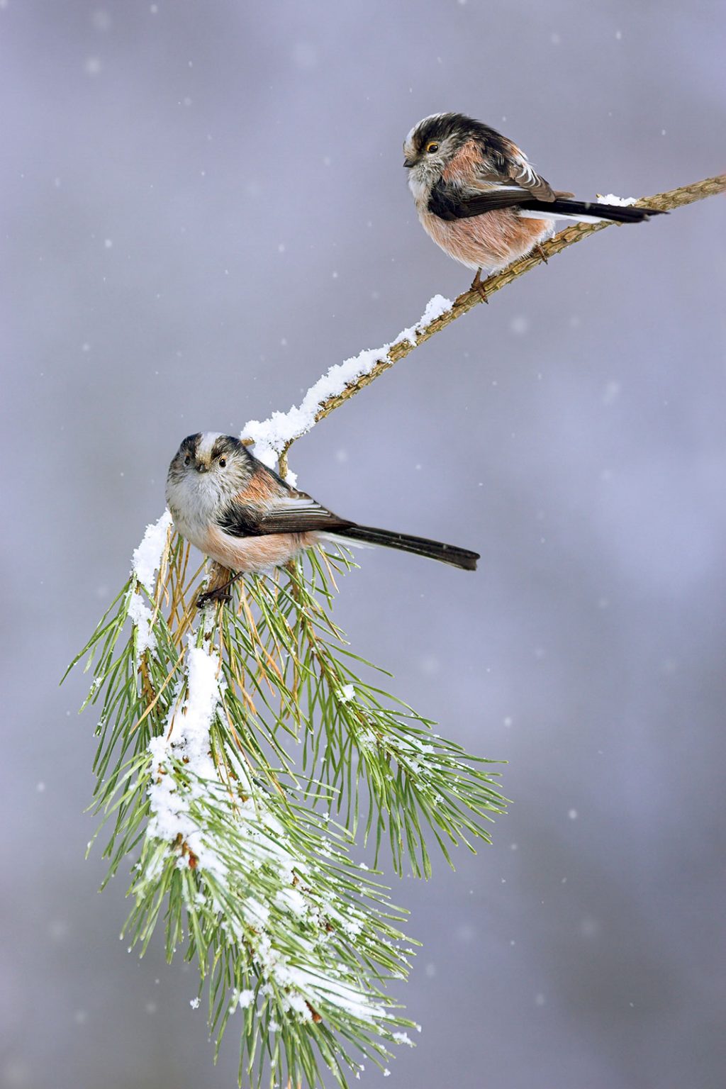 Top Tips for Passerine Bird Photography - Nature TTL