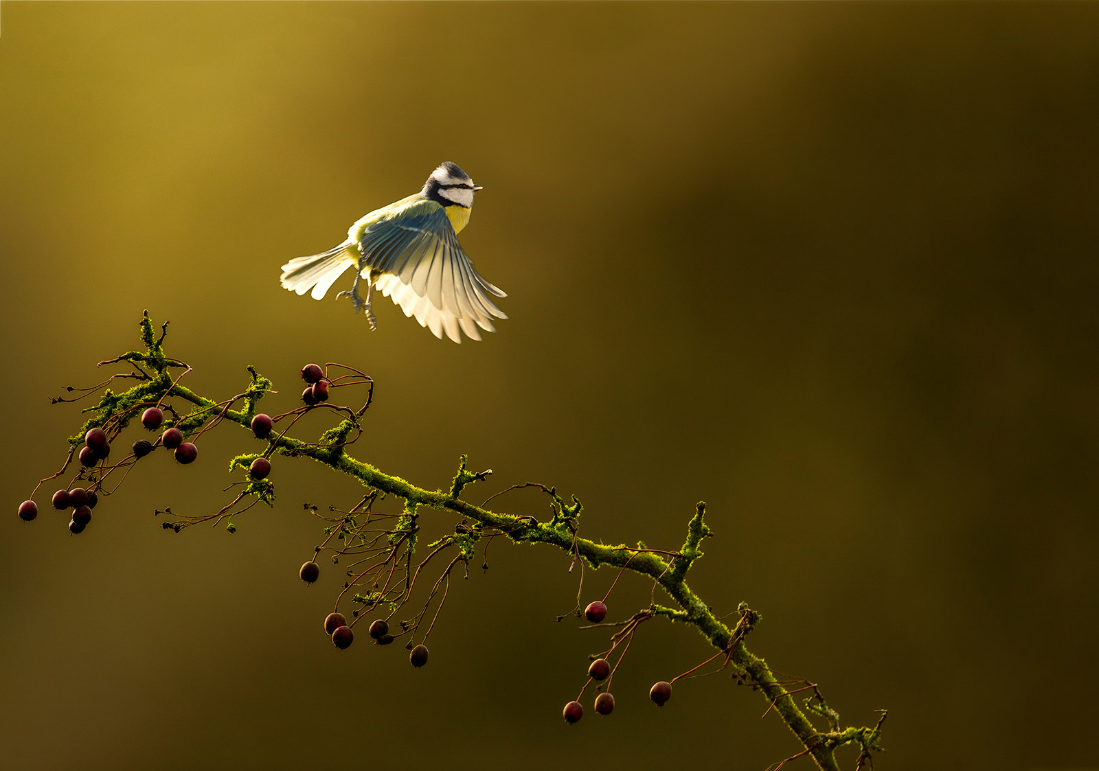 Top Tips for Passerine Bird Photography - ChinaGoSmart News Magazine