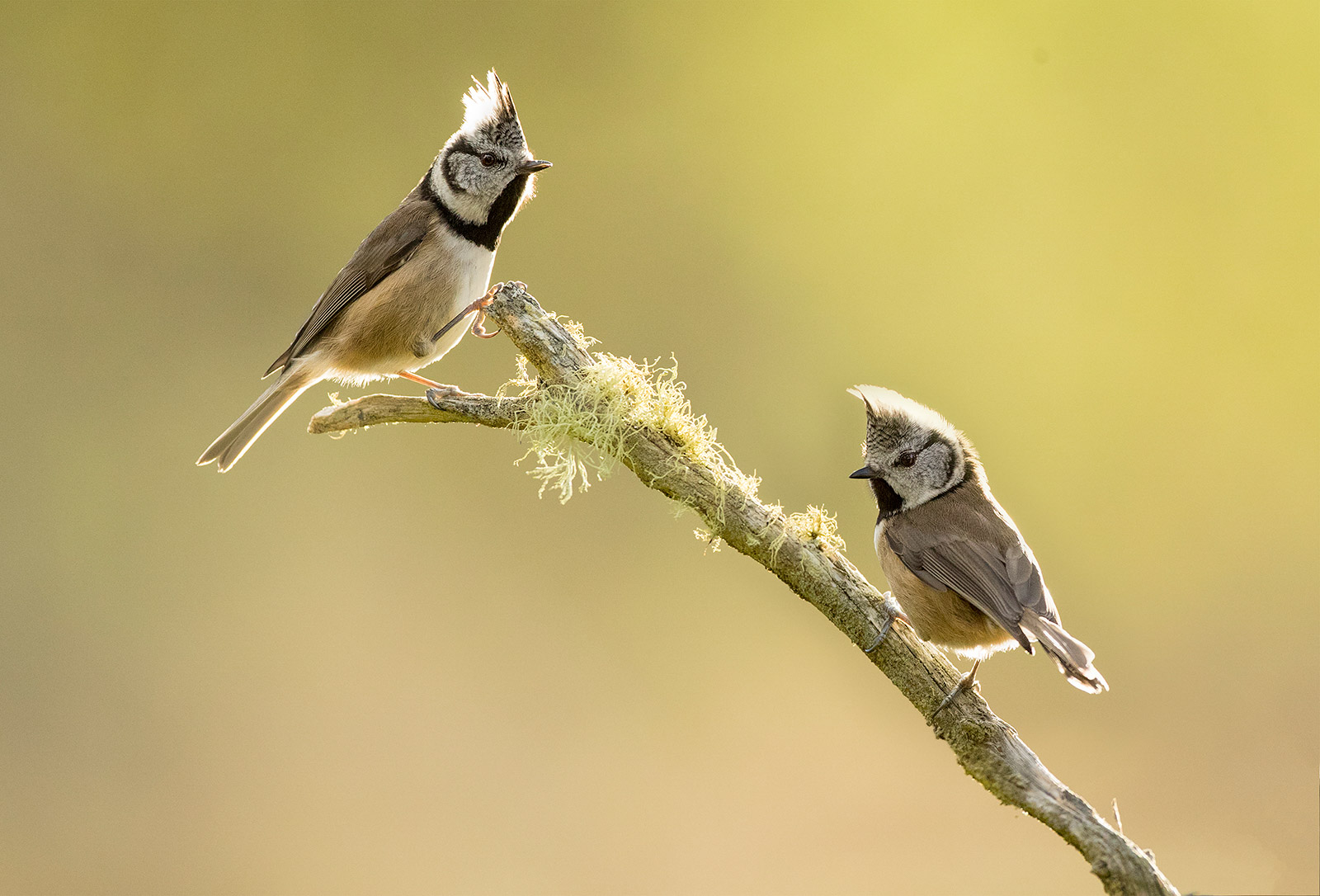 Top Tips for Passerine Bird Photography - Nature TTL