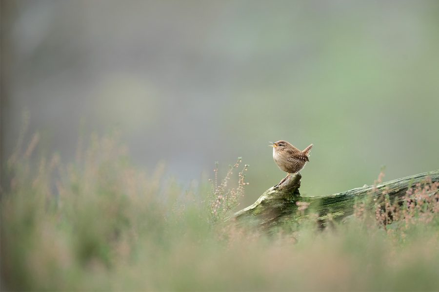 Top Tips for Passerine Bird Photography - Nature TTL