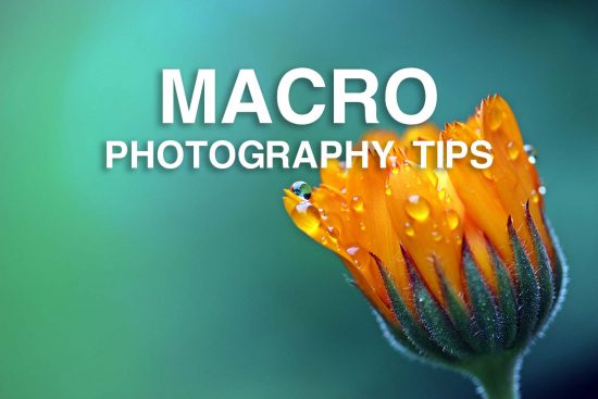 Macro Photography Tutorials: Photography on a Small Scale - Nature TTL